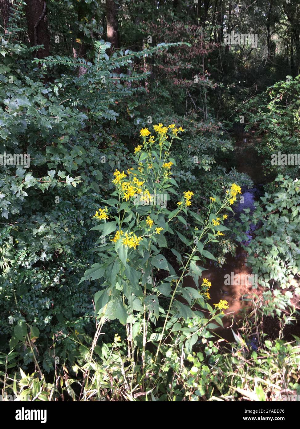 Yellow Crownbeard (Verbesina occidentalis) Plantae Stock Photo - Alamy