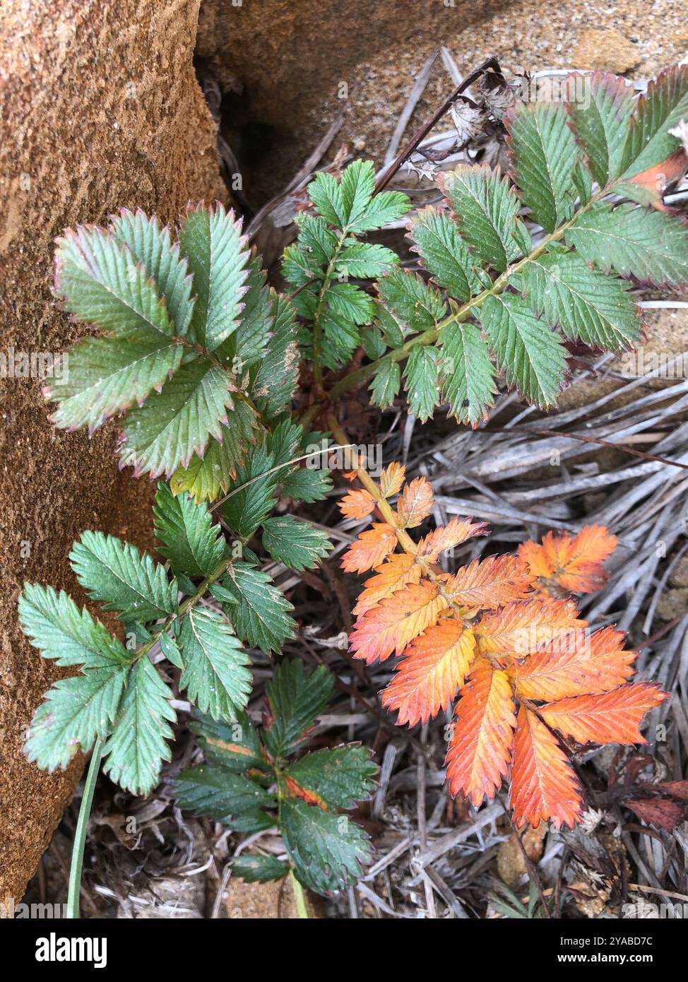 Pacific silverweed (Argentina pacifica) Plantae Stock Photo - Alamy