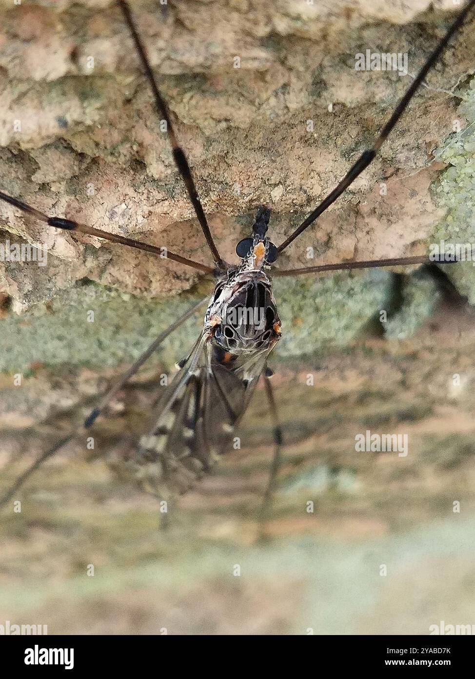 Giant Crane Fly (Tipula abdominalis) Insecta Stock Photo - Alamy