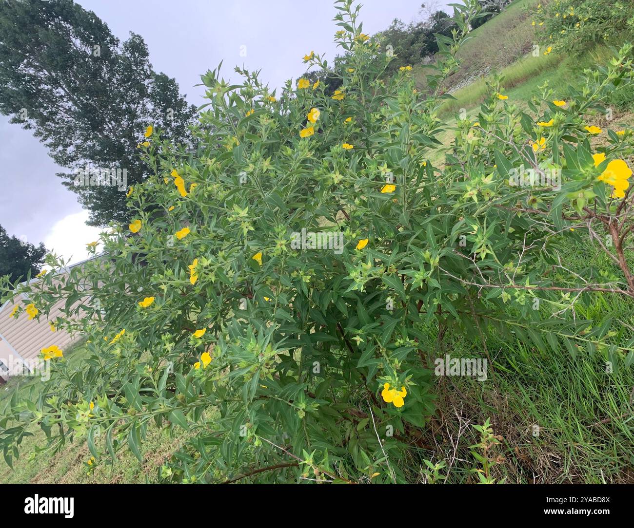Peruvian primrose-willow (Ludwigia peruviana) Plantae Stock Photo - Alamy