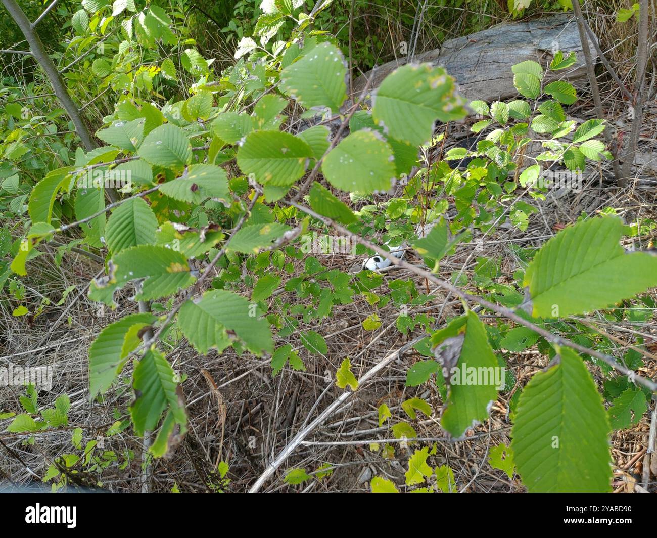dicots (Magnoliopsida) Plantae Stock Photo - Alamy