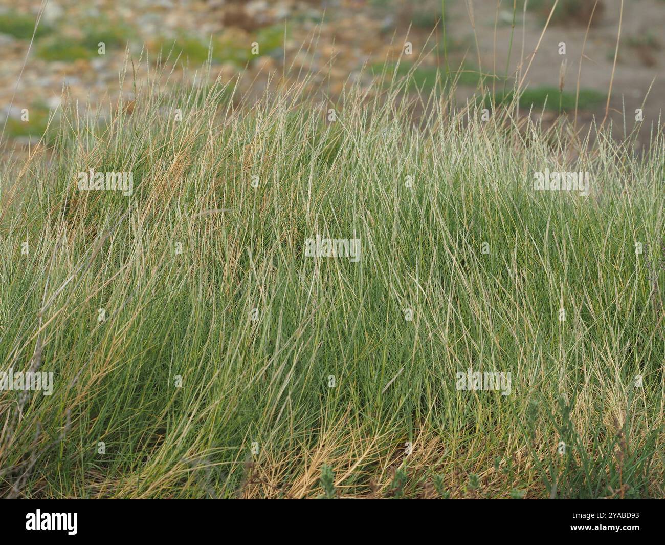 seashore dropseed (Sporobolus virginicus) Plantae Stock Photo - Alamy