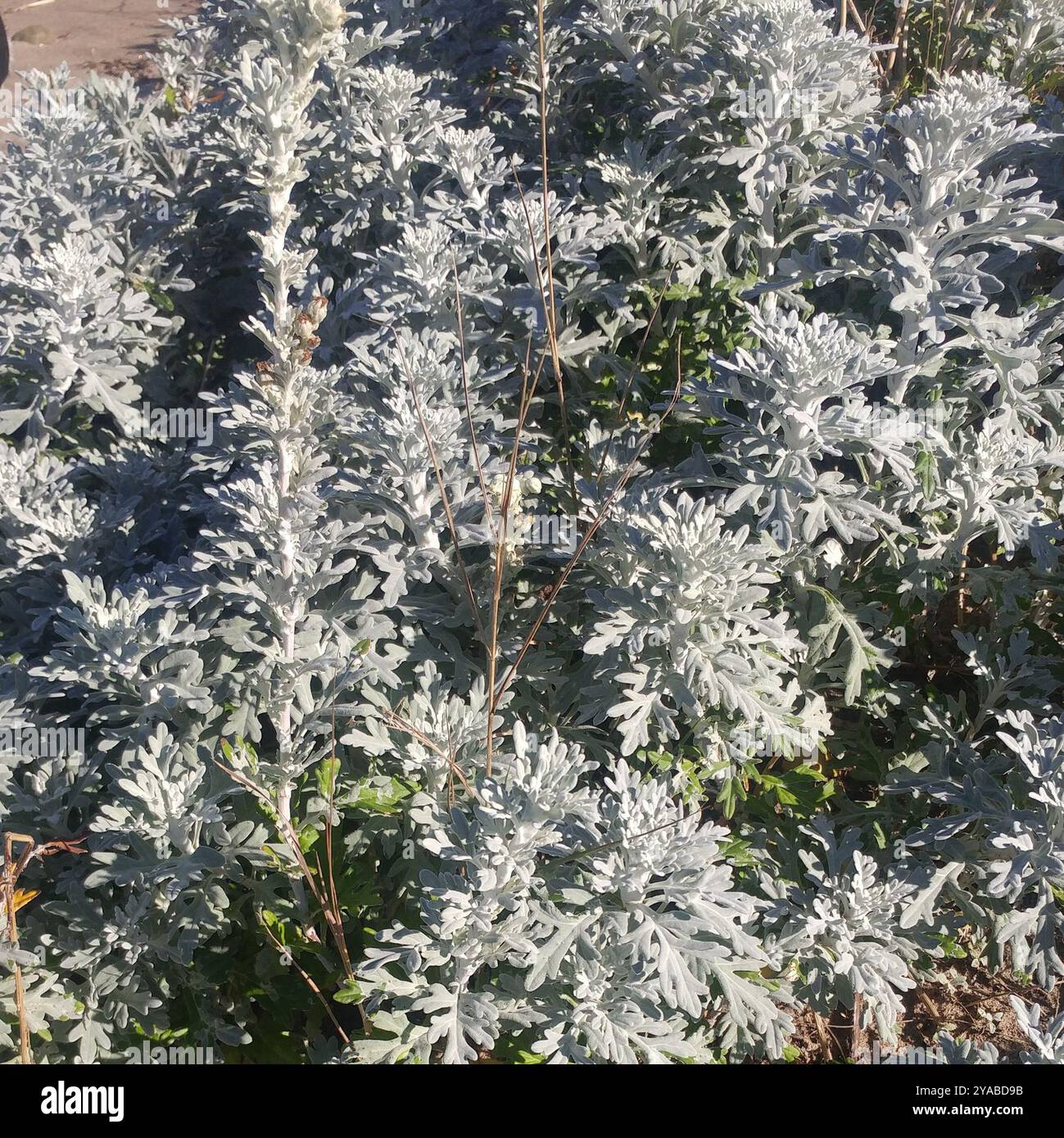 Hoary Mugwort (Artemisia stelleriana) Plantae Stock Photo - Alamy