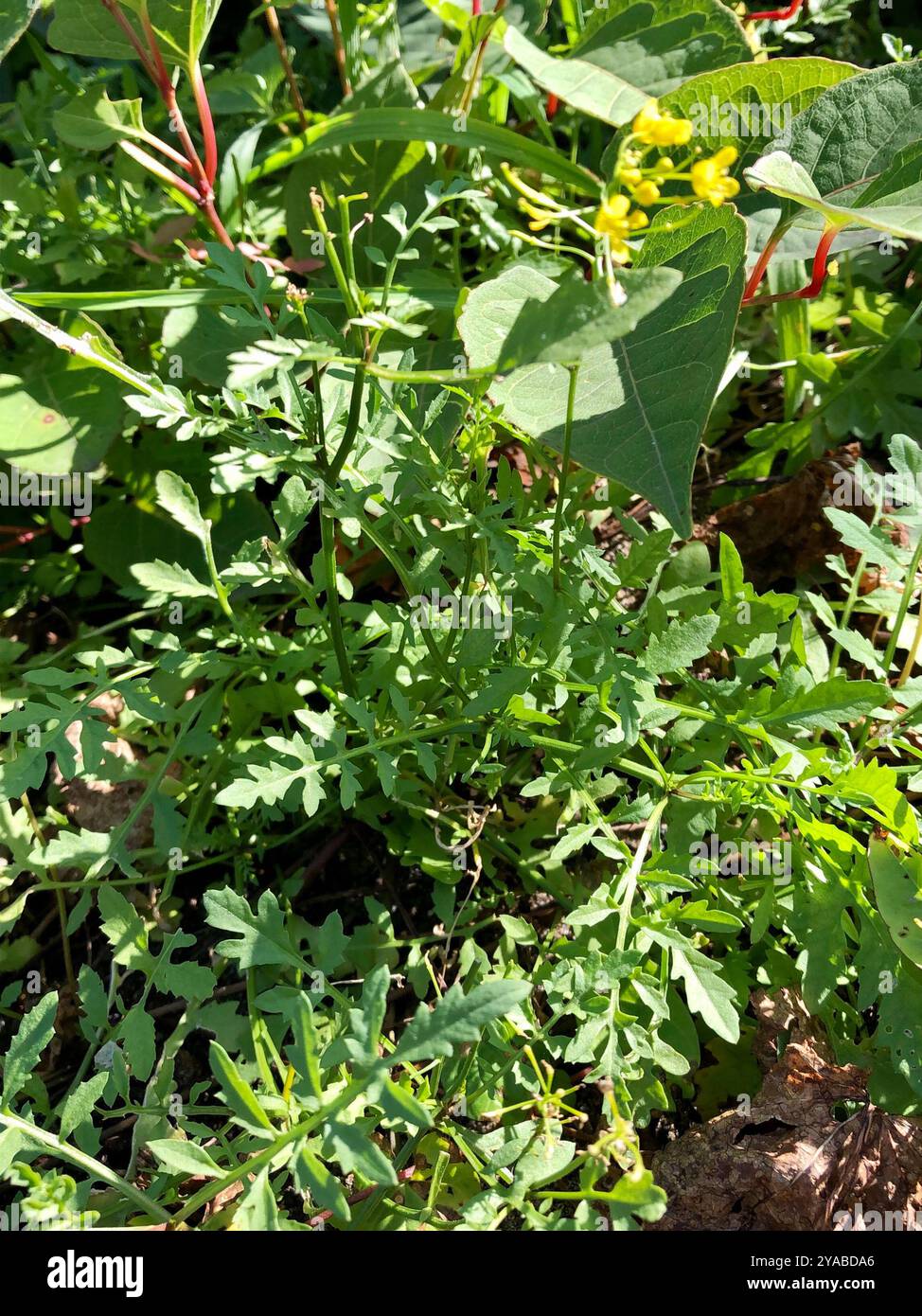 Creeping Yellowcress (Rorippa sylvestris) Plantae Stock Photo - Alamy