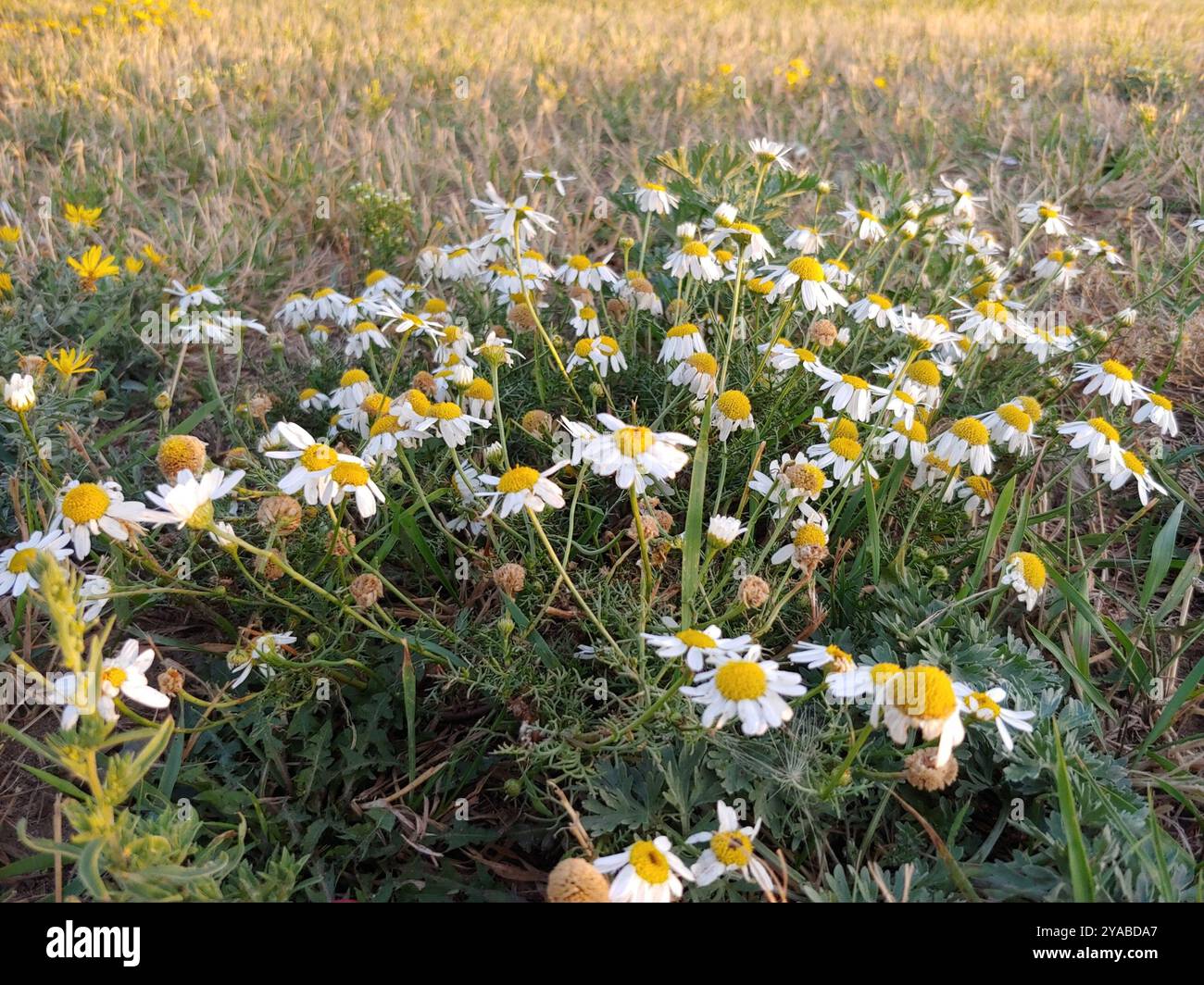 scentless mayweed (Tripleurospermum inodorum) Plantae Stock Photo - Alamy