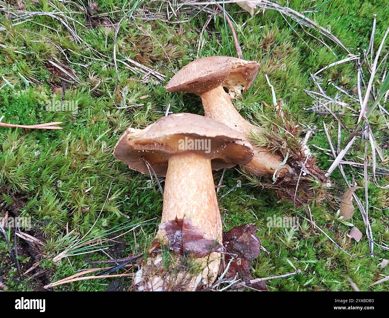 Velvet Bolete (Suillus variegatus) Fungi Stock Photo - Alamy