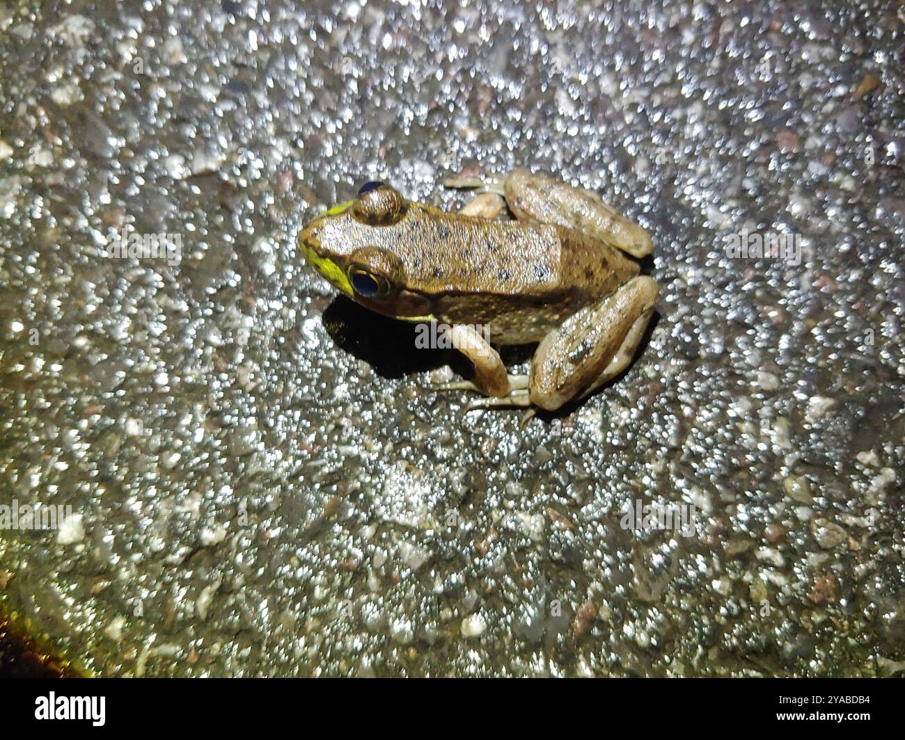 Green Frog (Lithobates clamitans) Amphibia Stock Photo - Alamy