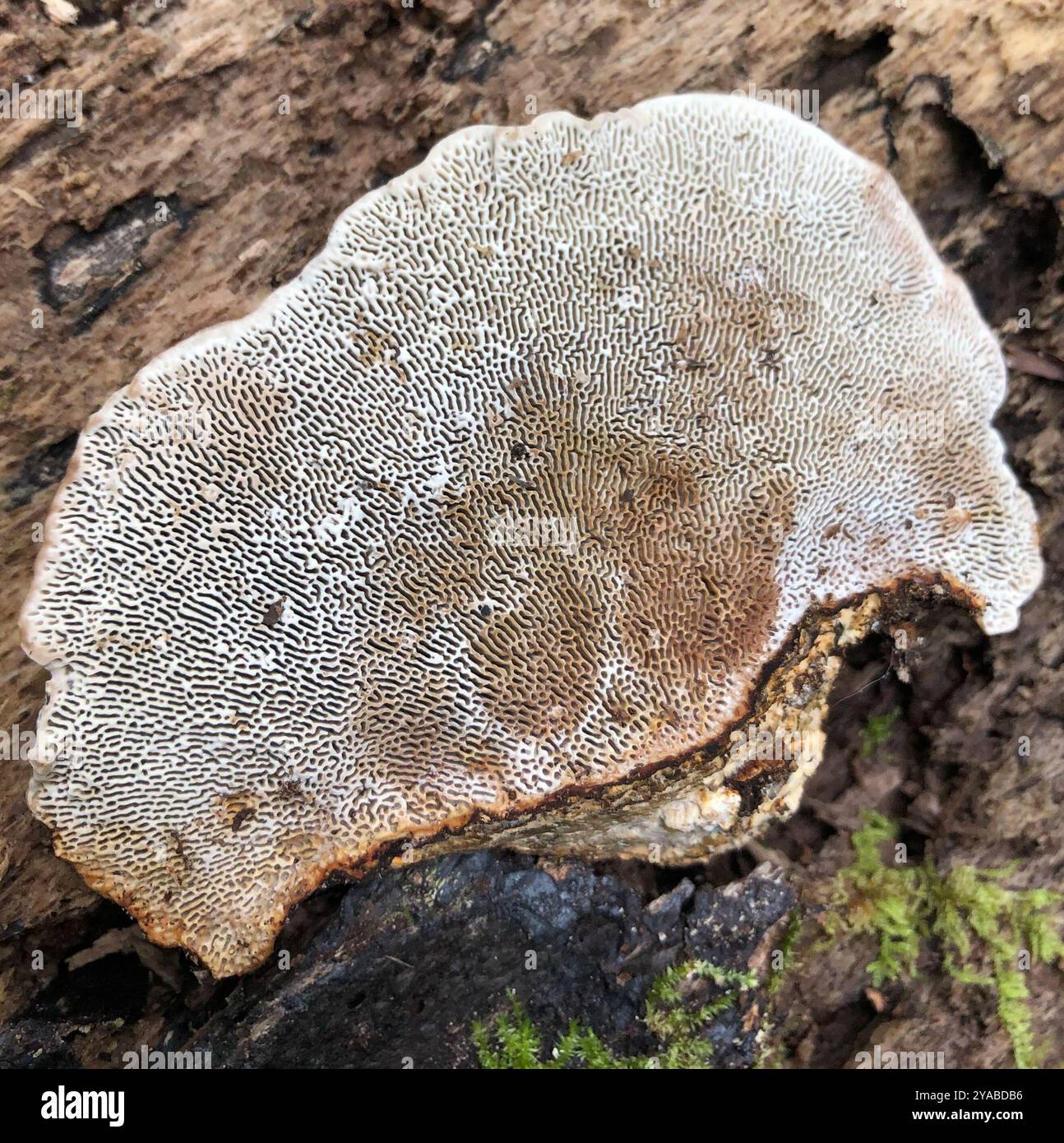Thin-walled Maze Polypore (Daedaleopsis confragosa) Fungi Stock Photo ...