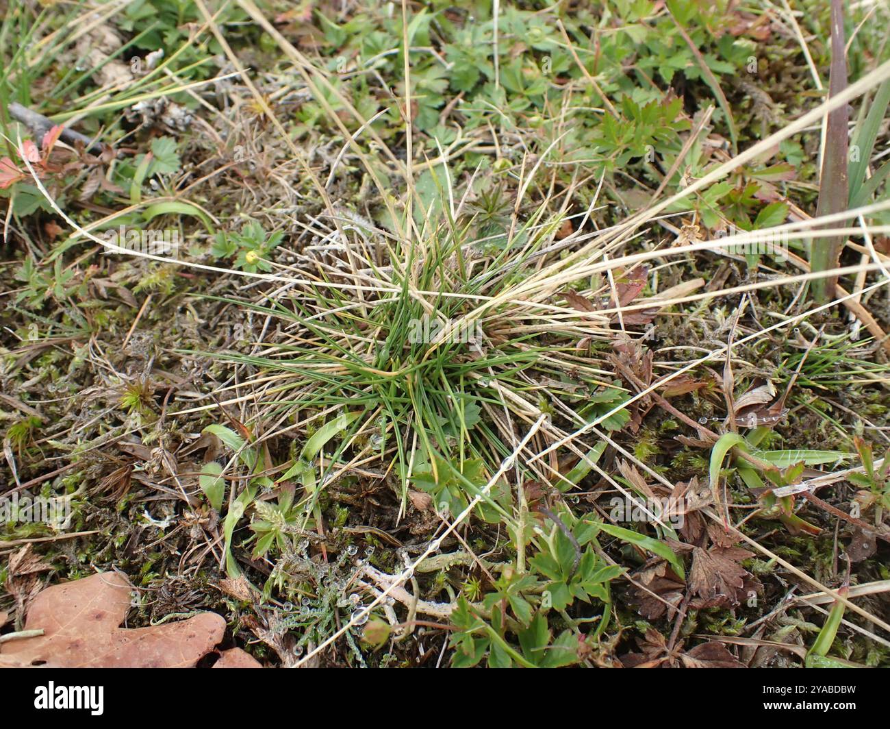 Matgrass (Nardus stricta) Plantae Stock Photo - Alamy