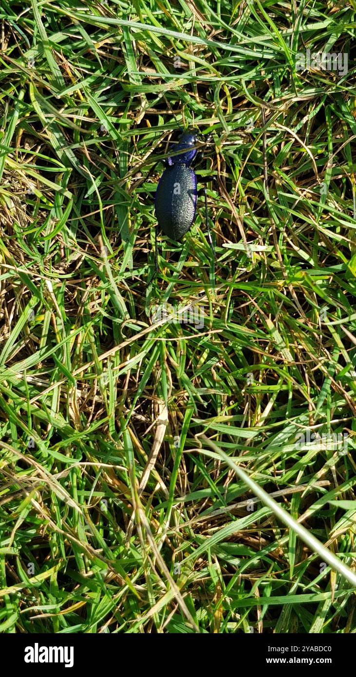 Rough Violet Ground Beetle (Carabus problematicus) Insecta Stock Photo ...