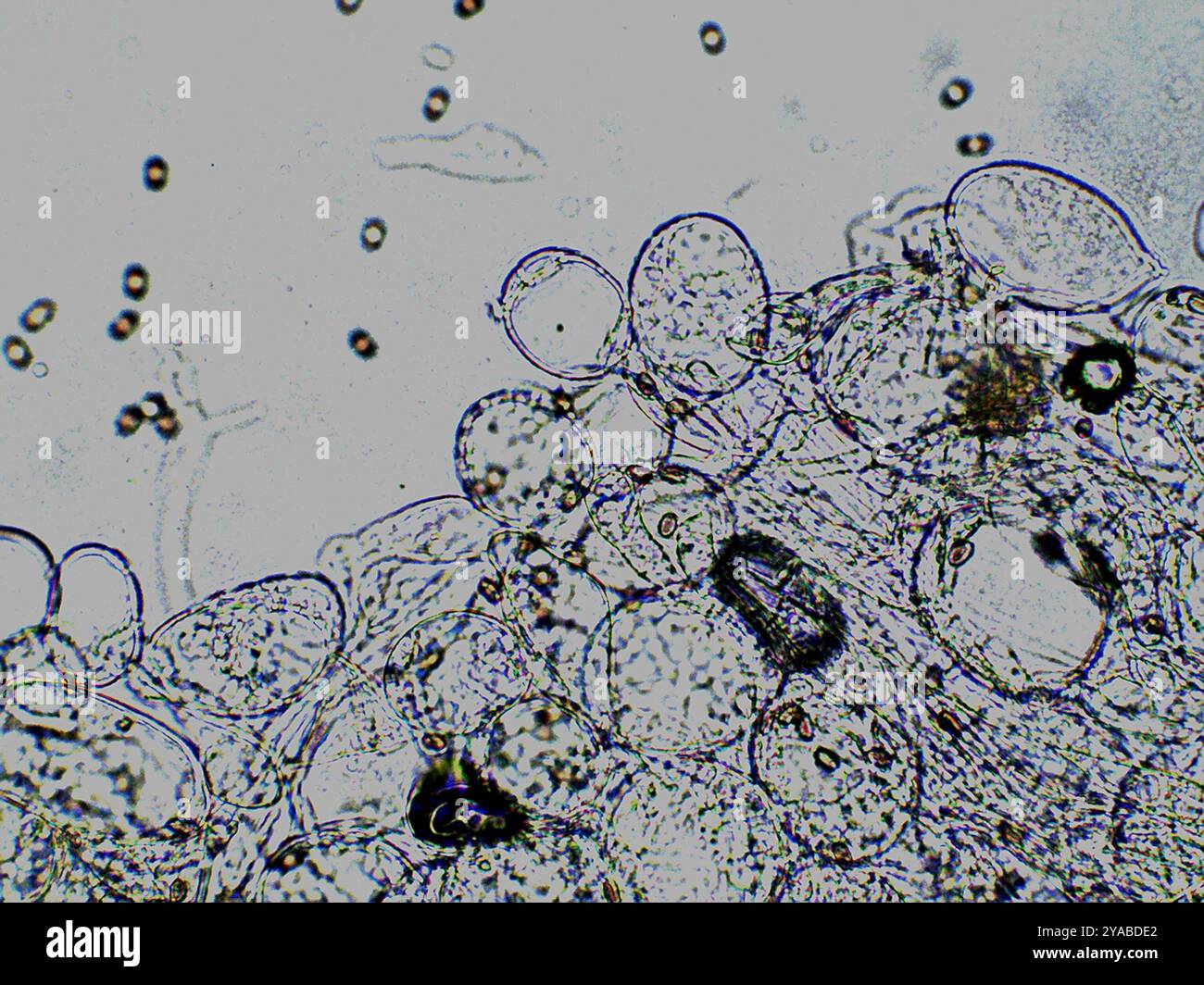 Pale Brittlestem (Candolleomyces candolleanus) Fungi Stock Photo - Alamy