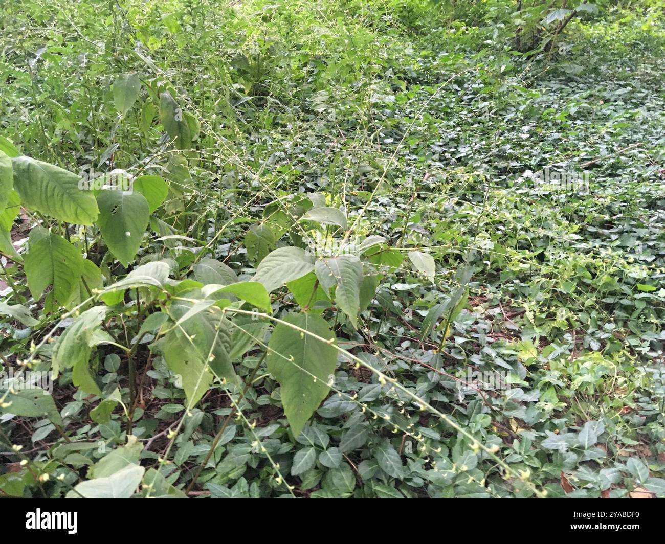 American jumpseed (Persicaria virginiana) Plantae Stock Photo - Alamy