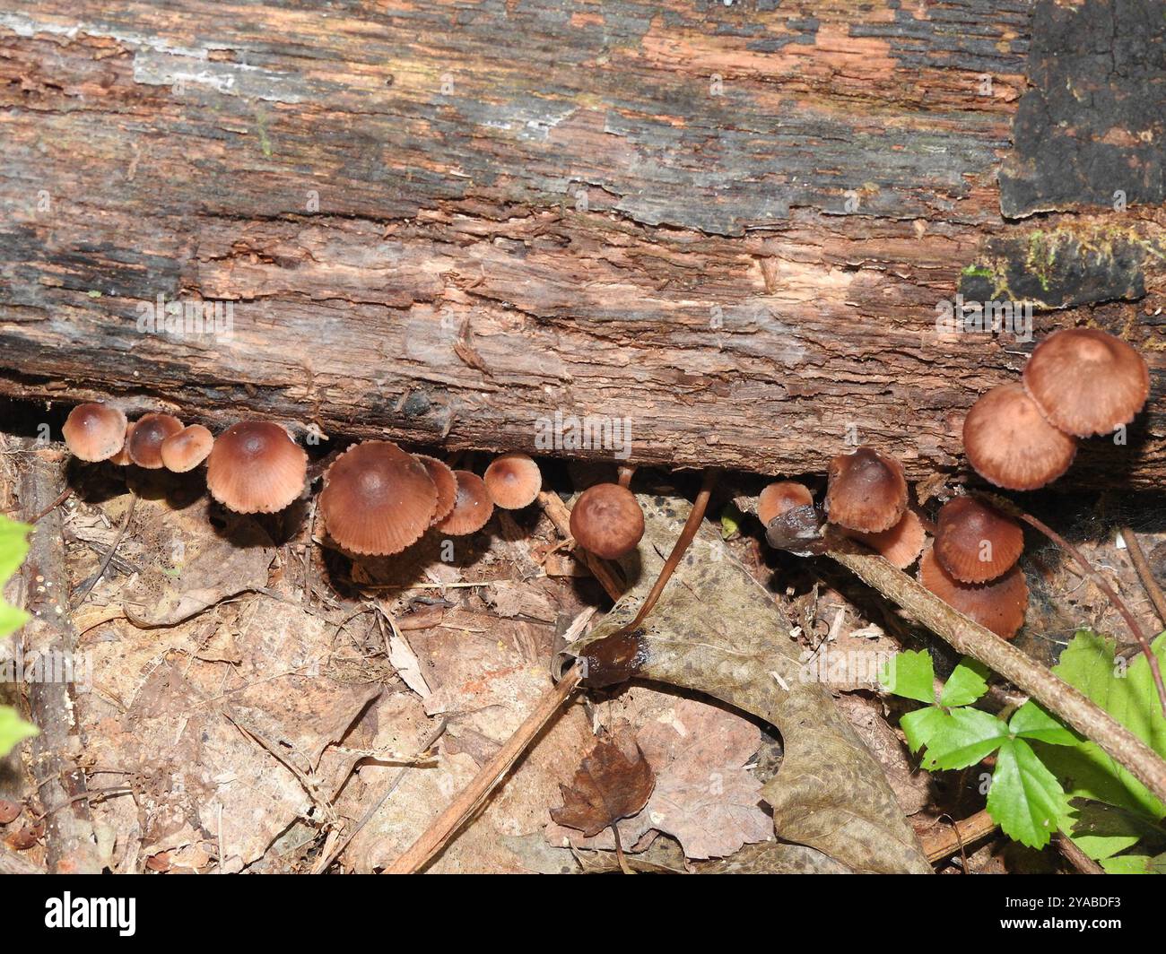Bleeding Fairy Helmet (Mycena haematopus) Fungi Stock Photo - Alamy