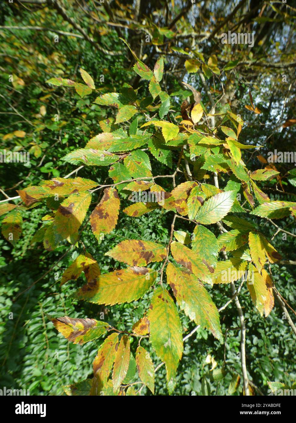 Winged Elm (Ulmus alata) Plantae Stock Photo - Alamy