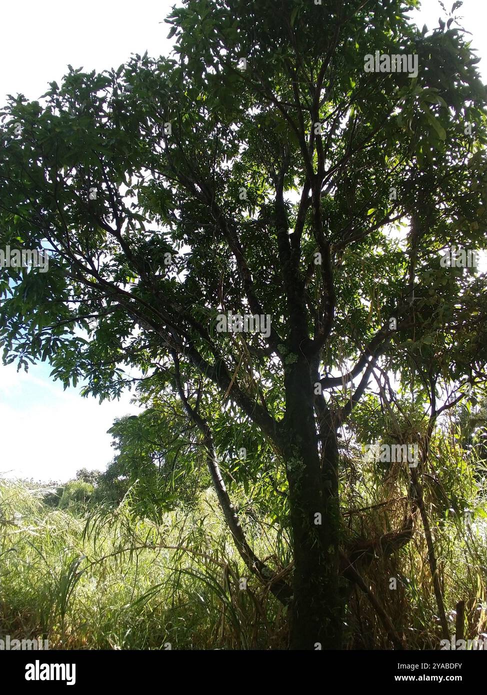 vascular plants (Tracheophyta) Plantae Stock Photo - Alamy