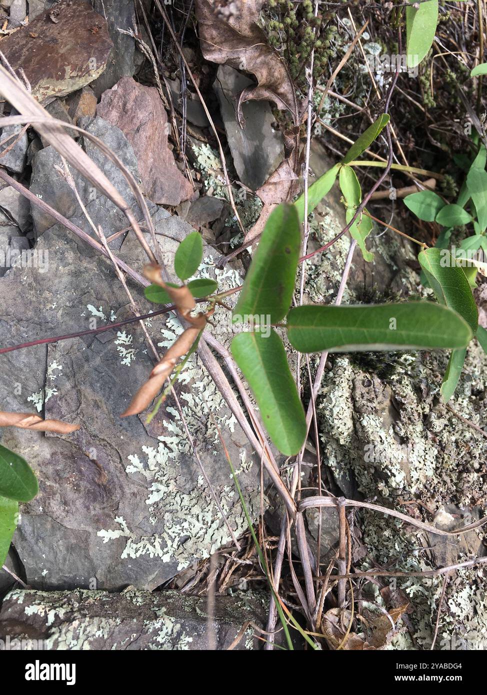 eastern milk-pea (Galactia regularis) Plantae Stock Photo - Alamy