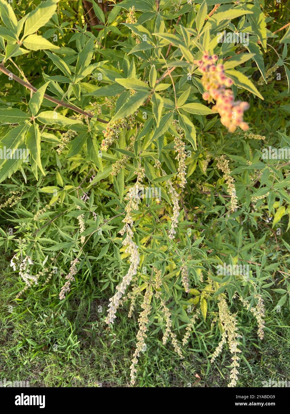 Five-leaved chaste tree (Vitex negundo) Plantae Stock Photo - Alamy