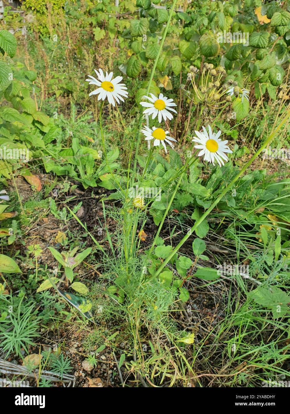 scentless mayweed (Tripleurospermum inodorum) Plantae Stock Photo - Alamy