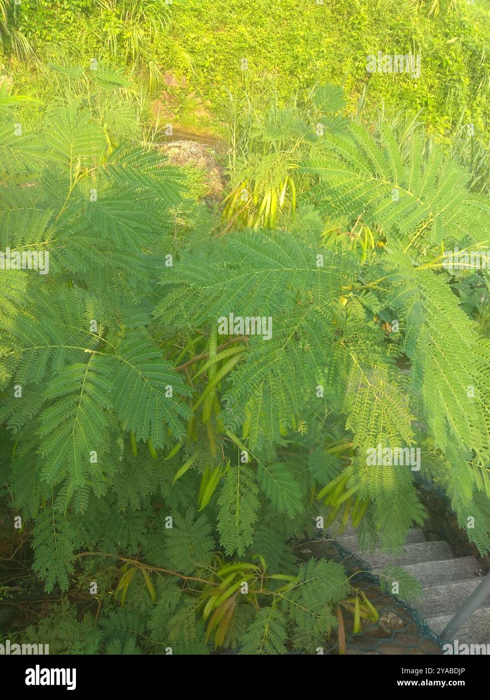 Acacias, Mimosas, mesquites, and allies (Mimosoideae) Plantae Stock ...