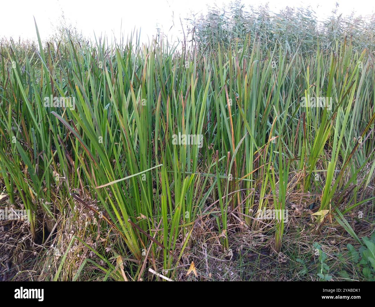 Branched Bur-reed (Sparganium erectum) Plantae Stock Photo - Alamy