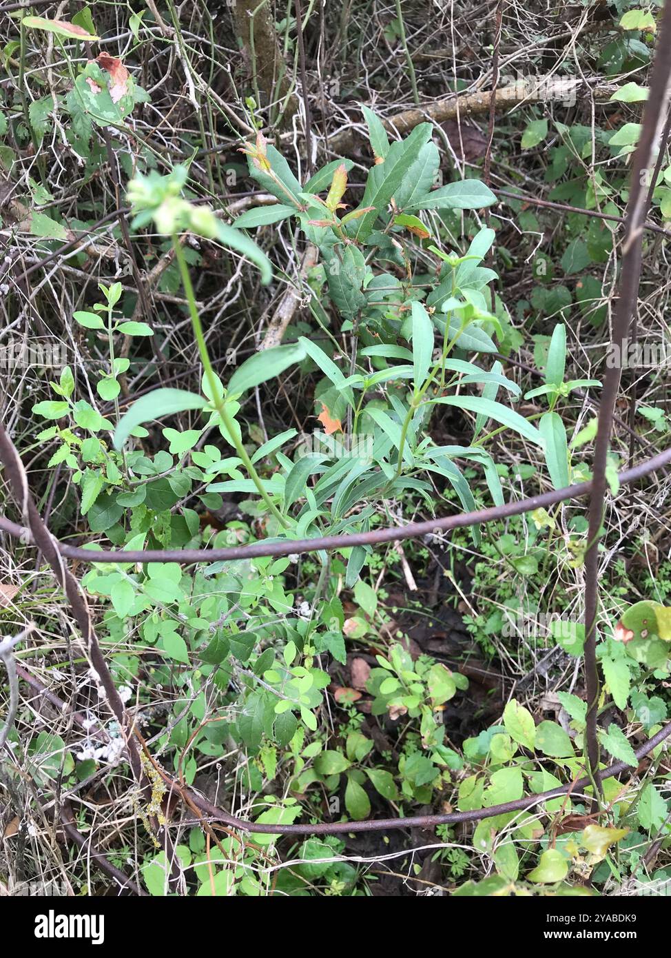 Narrowleaf Four o'Clock (Mirabilis linearis) Plantae Stock Photo - Alamy