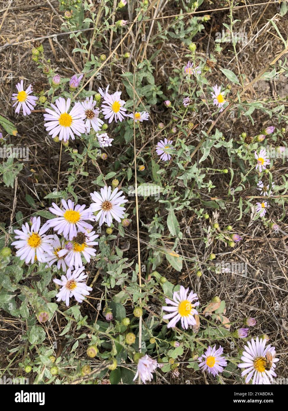 Pacific Aster (Symphyotrichum chilense) Plantae Stock Photo - Alamy