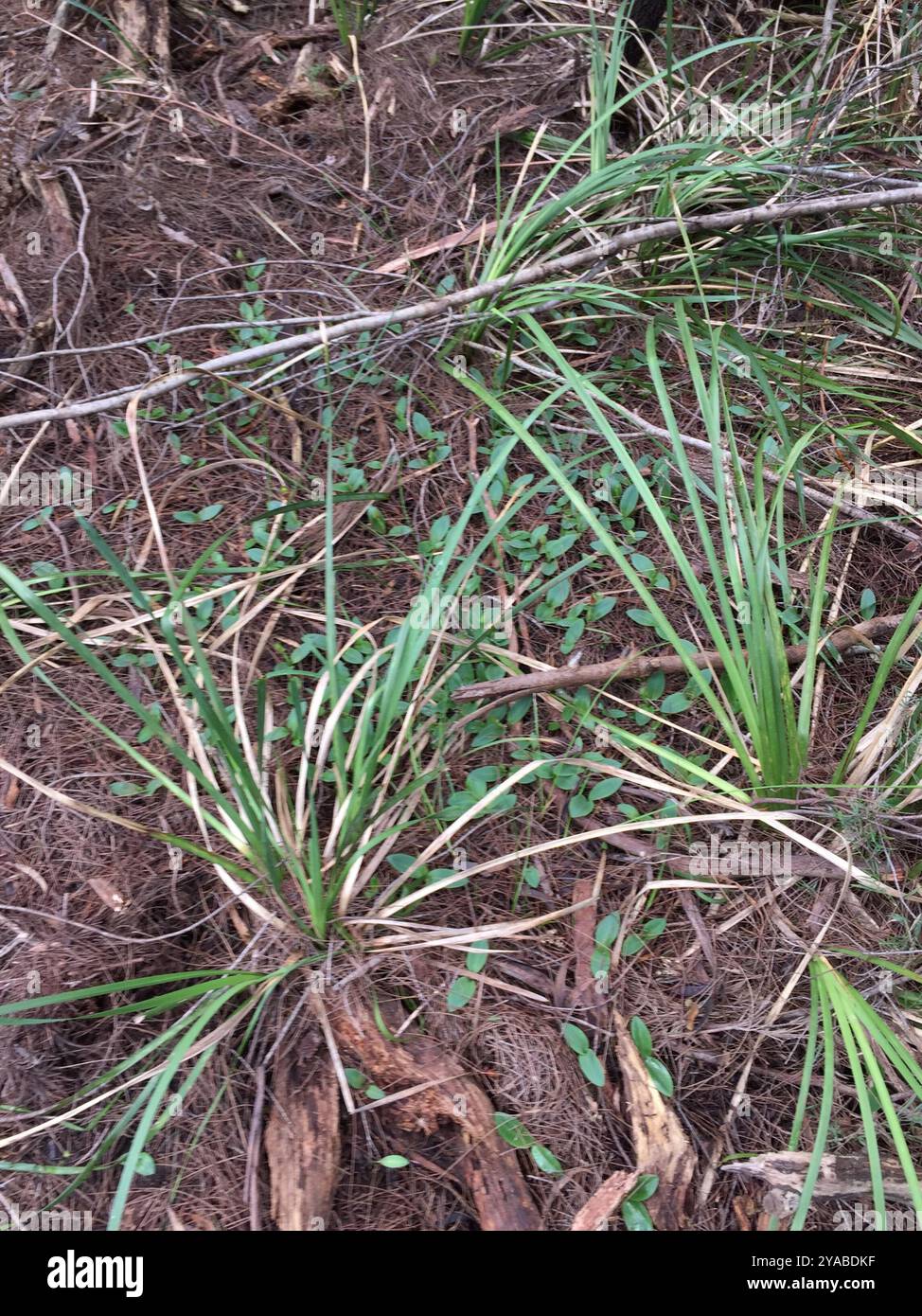 three-horned bird orchid (Chiloglottis triceratops) Plantae Stock Photo ...