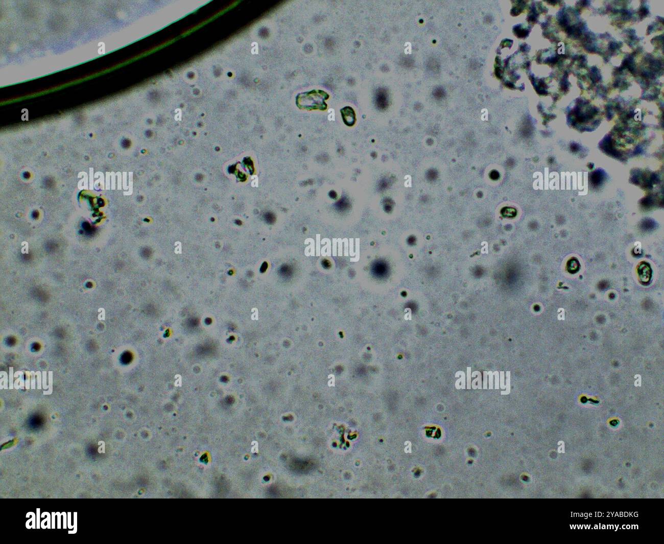 bearded dapperling (Cystolepiota seminuda) Fungi Stock Photo - Alamy