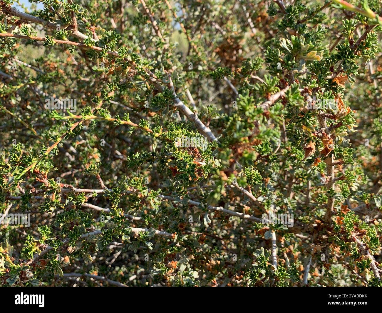 Antelope Bitterbrush (Purshia tridentata) Plantae Stock Photo - Alamy