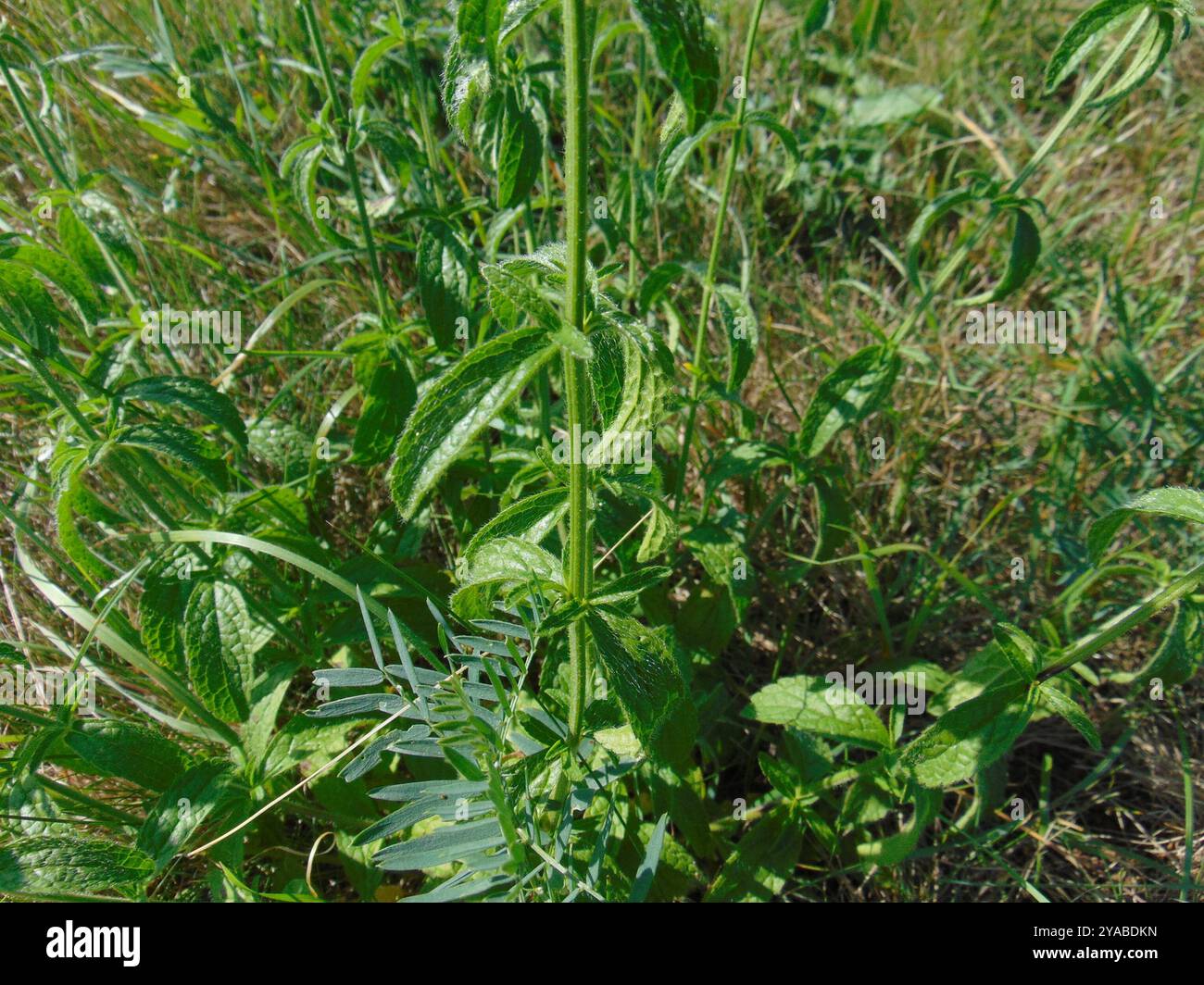 Perennial Yellow-woundwort (Stachys recta) Plantae Stock Photo - Alamy