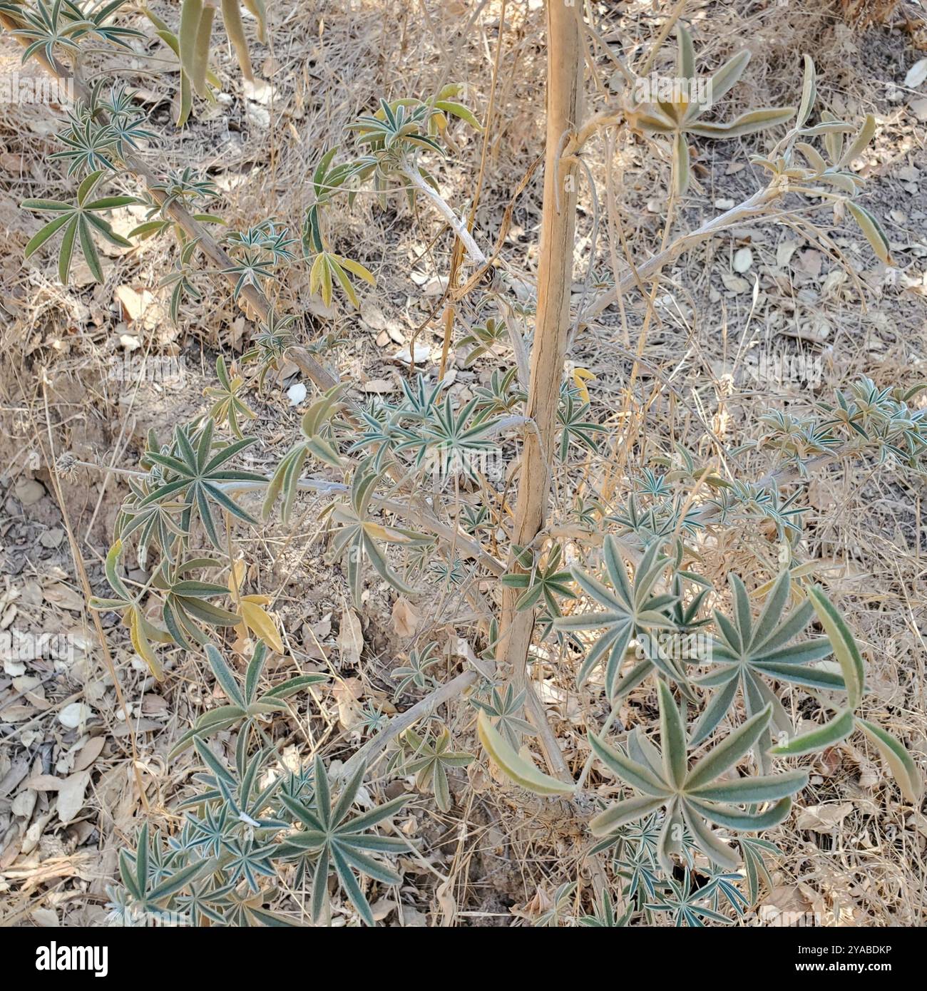 Bush Lupine complex (Lupinus albifrons) Plantae Stock Photo - Alamy