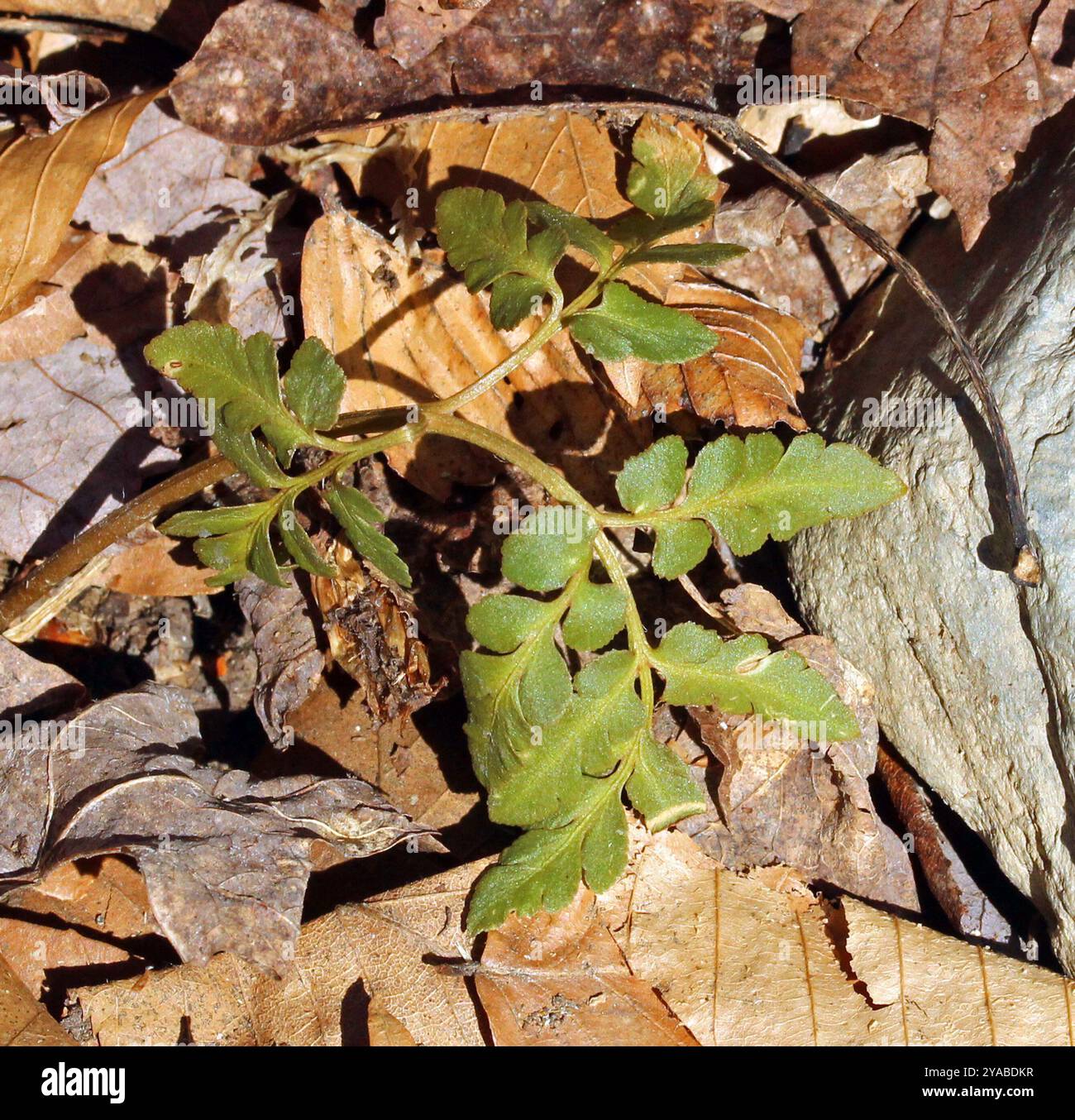 blunt-lobed grapefern (Sceptridium oneidense) Plantae Stock Photo - Alamy