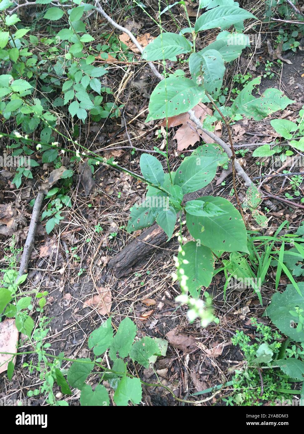 American jumpseed (Persicaria virginiana) Plantae Stock Photo - Alamy