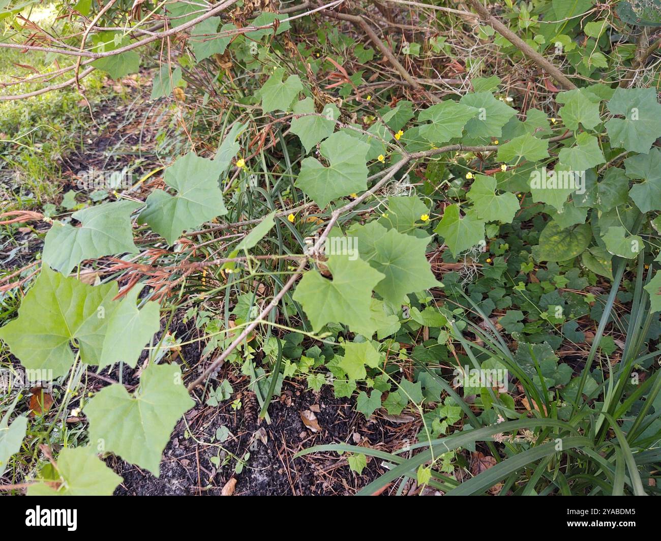 creeping cucumber (Melothria pendula) Plantae Stock Photo - Alamy