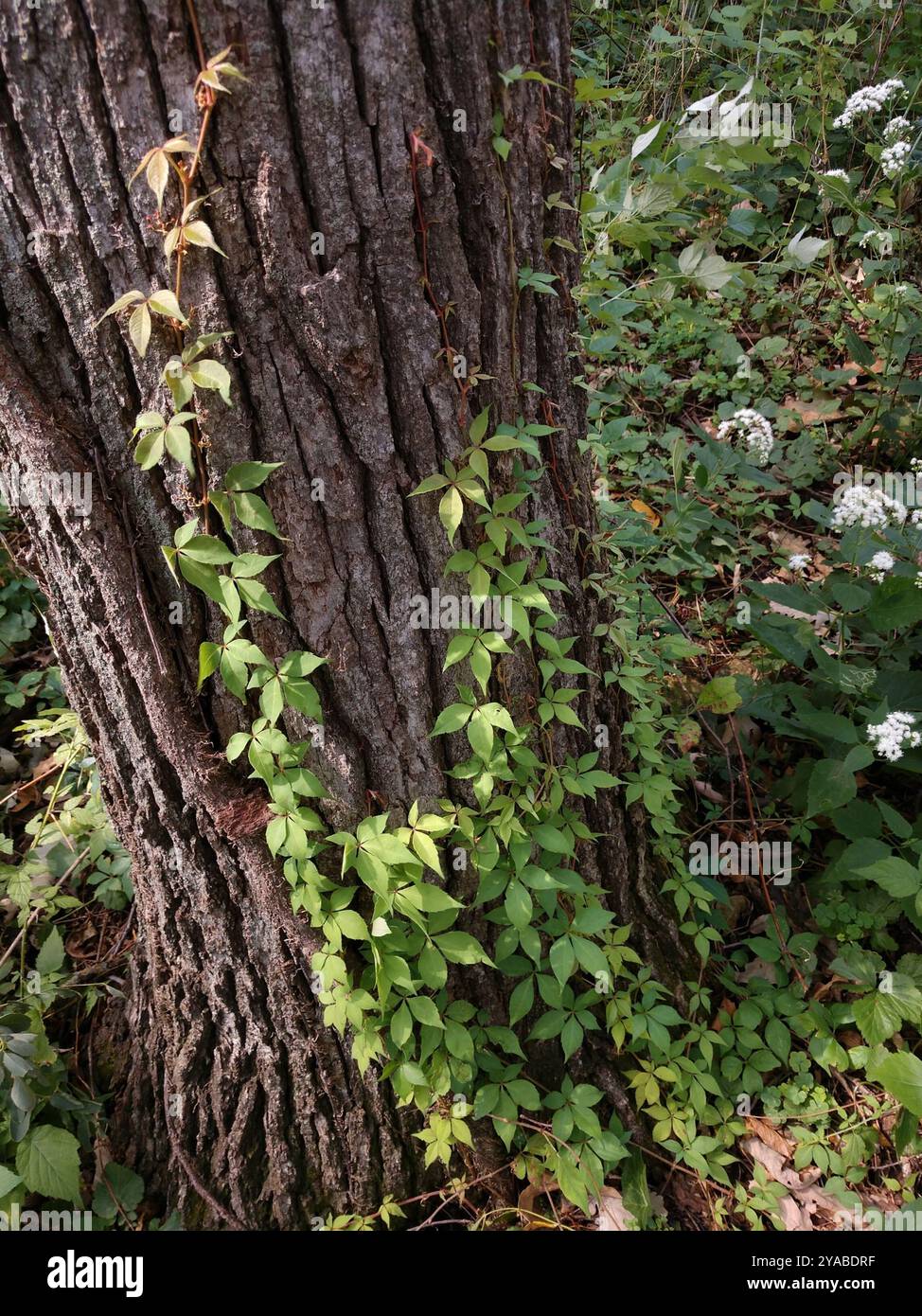 Virginia creeper (Parthenocissus quinquefolia) Plantae Stock Photo - Alamy