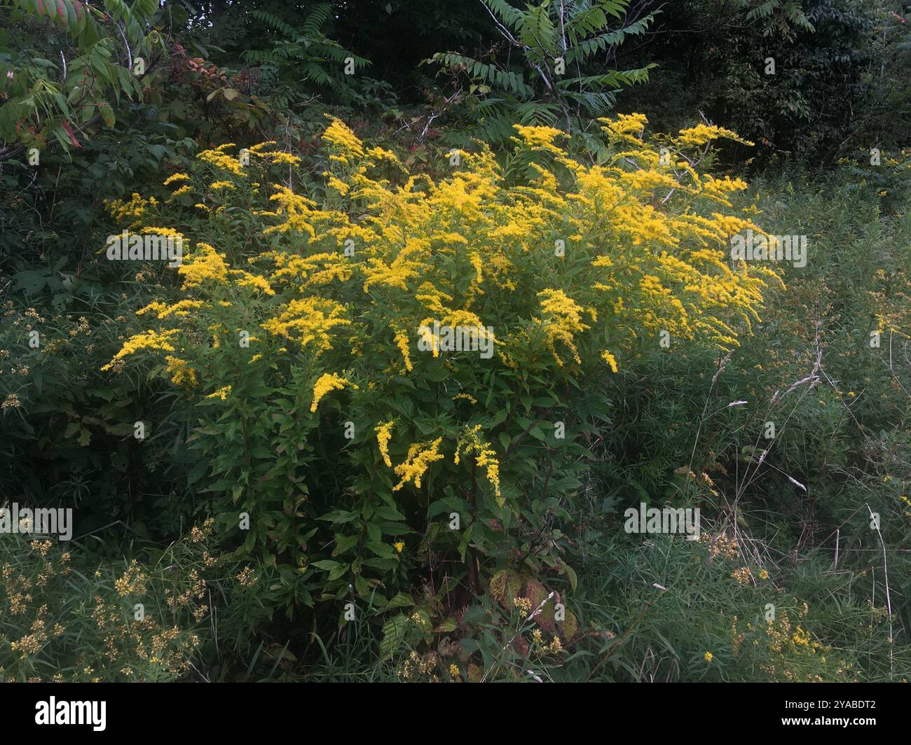 common wrinkle-leaved goldenrod (Solidago rugosa) Plantae Stock Photo ...