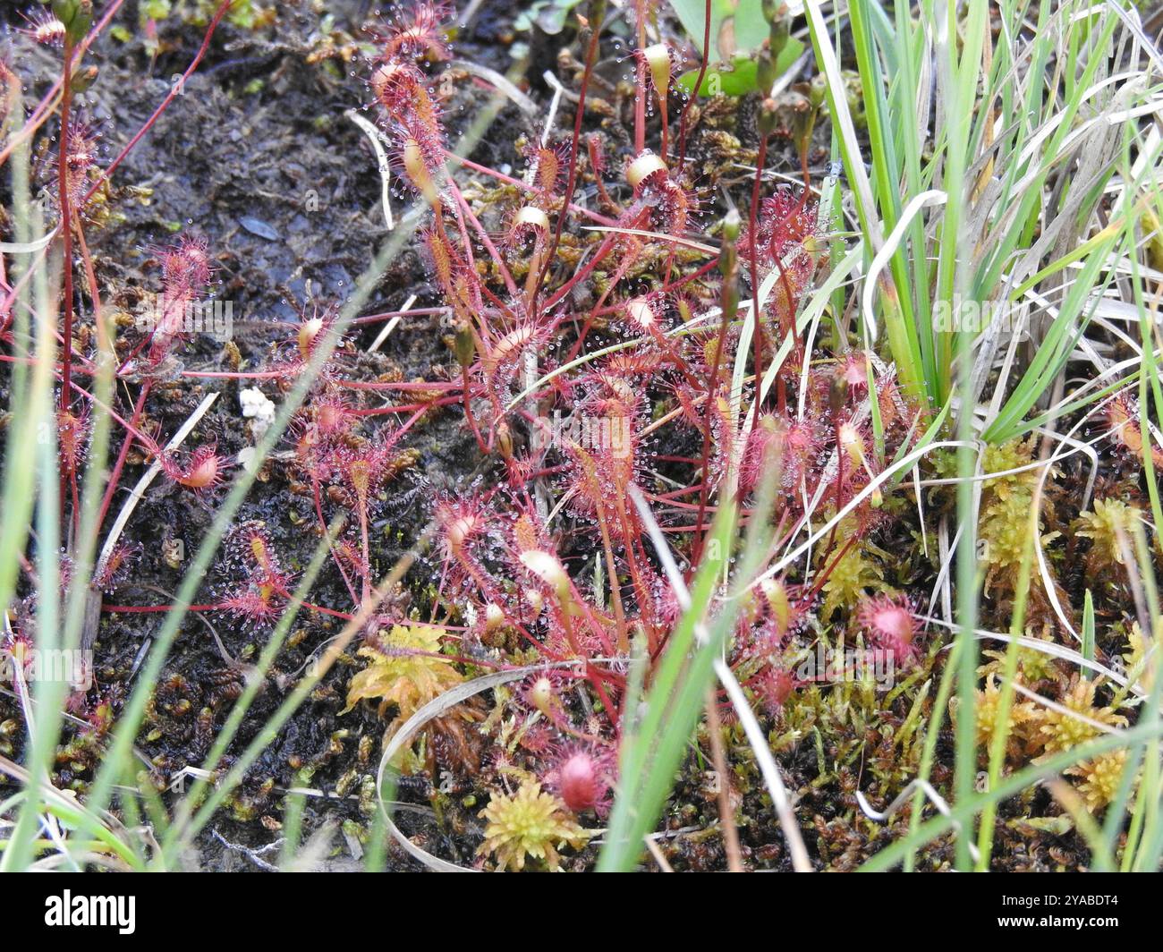 Great Sundew (Drosera anglica) Plantae Stock Photo - Alamy