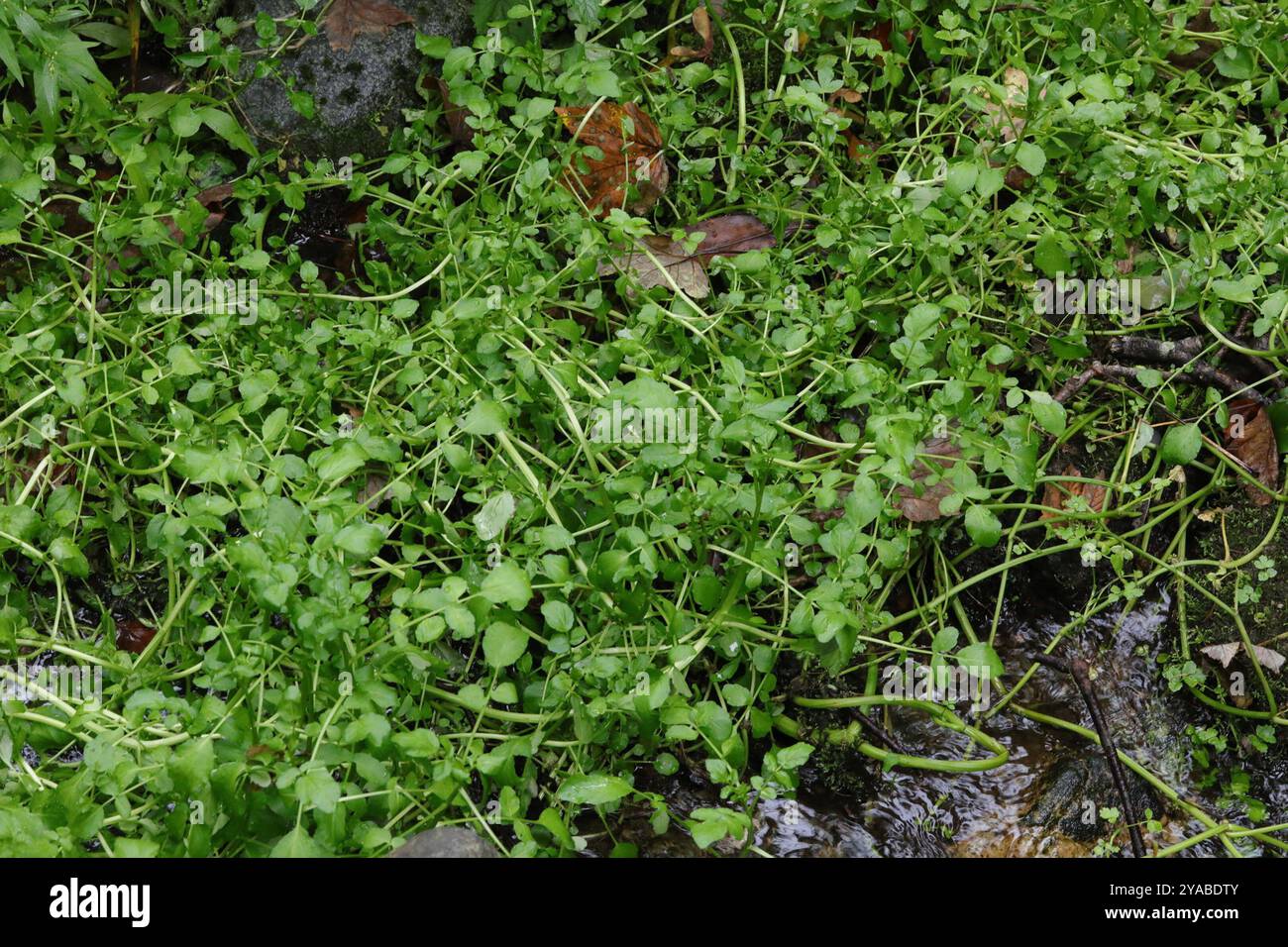 watercress (Nasturtium officinale) Plantae Stock Photo - Alamy
