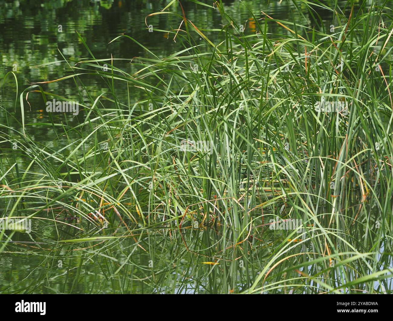 narrow-leaved cattail (Typha angustifolia) Plantae Stock Photo - Alamy
