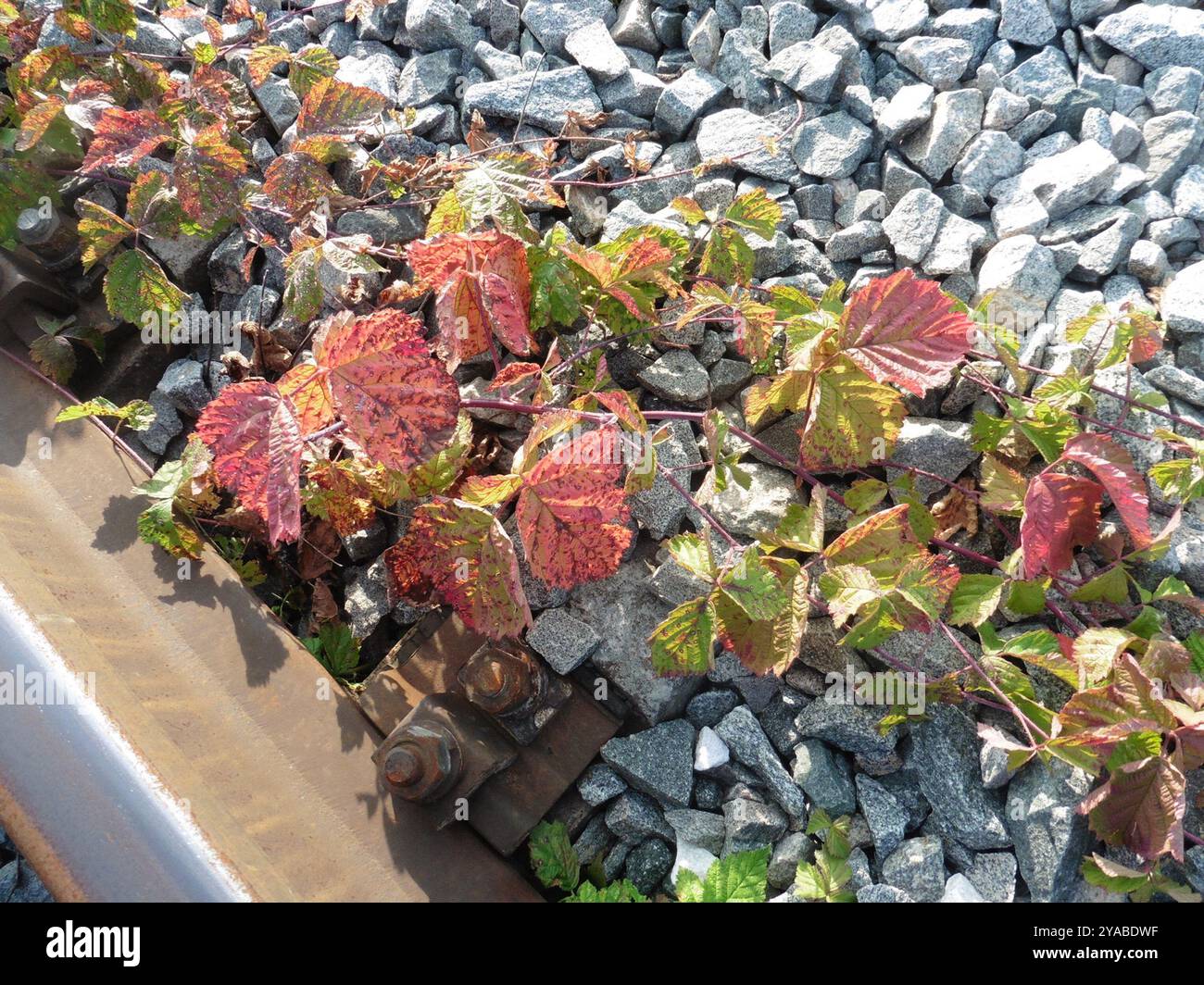 European dewberry (Rubus caesius) Plantae Stock Photo - Alamy