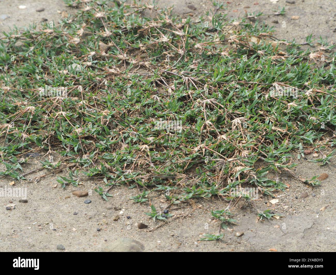 Durban Crowfoot (Dactyloctenium aegyptium) Plantae Stock Photo - Alamy