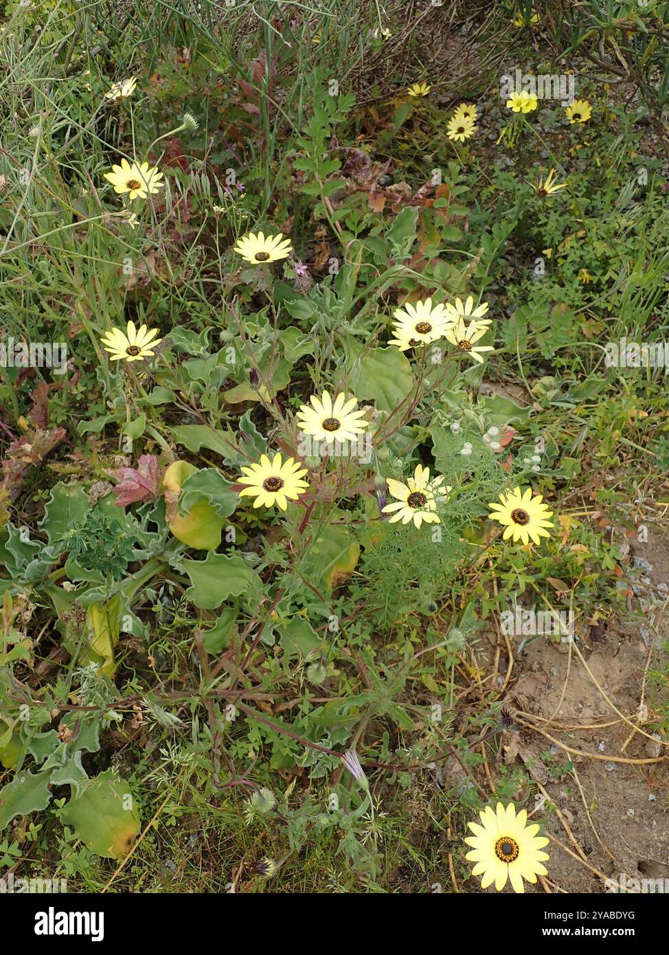 Cape marigold (Dimorphotheca sinuata) Plantae Stock Photo - Alamy
