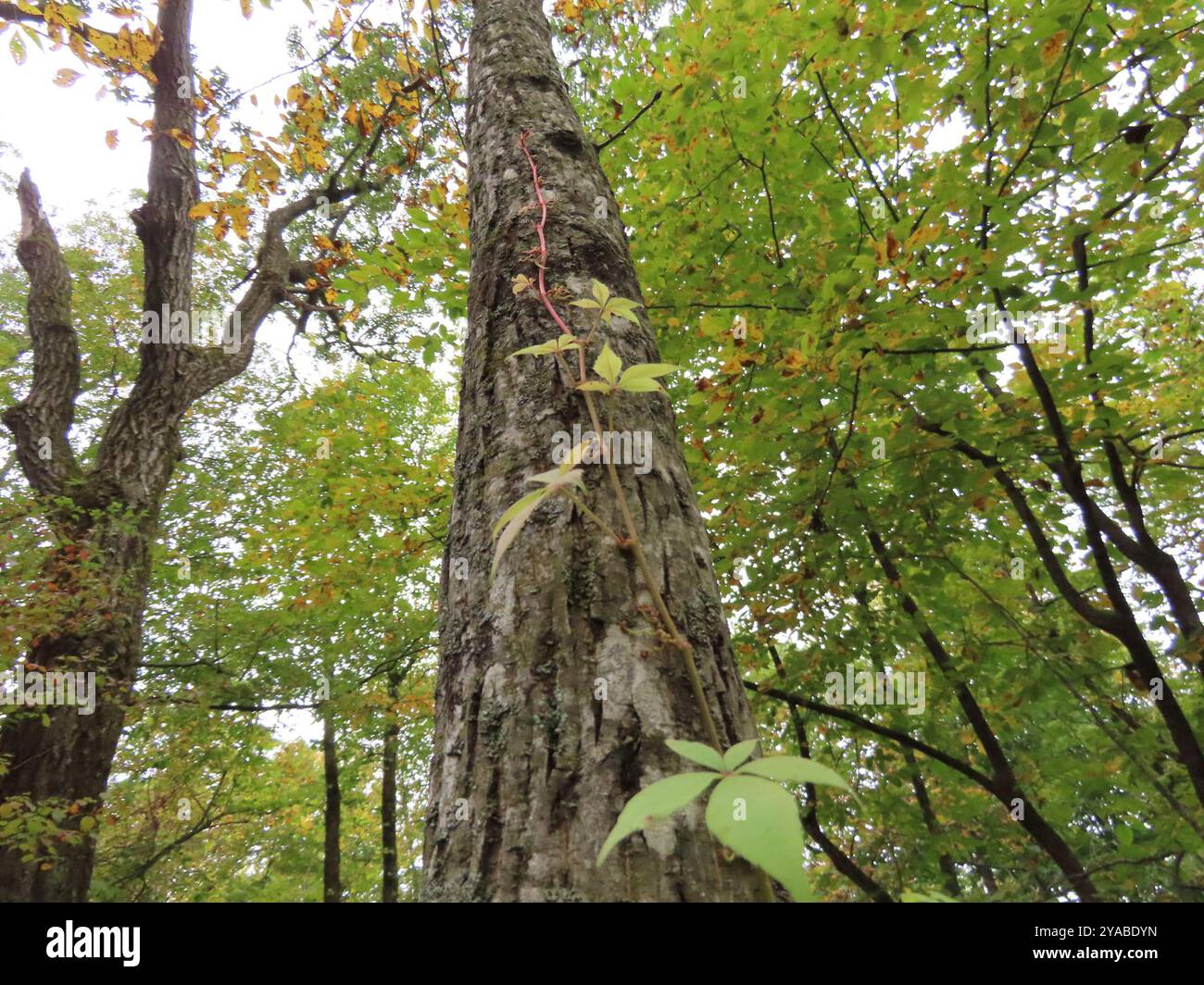 Virginia creeper (Parthenocissus quinquefolia) Plantae Stock Photo - Alamy