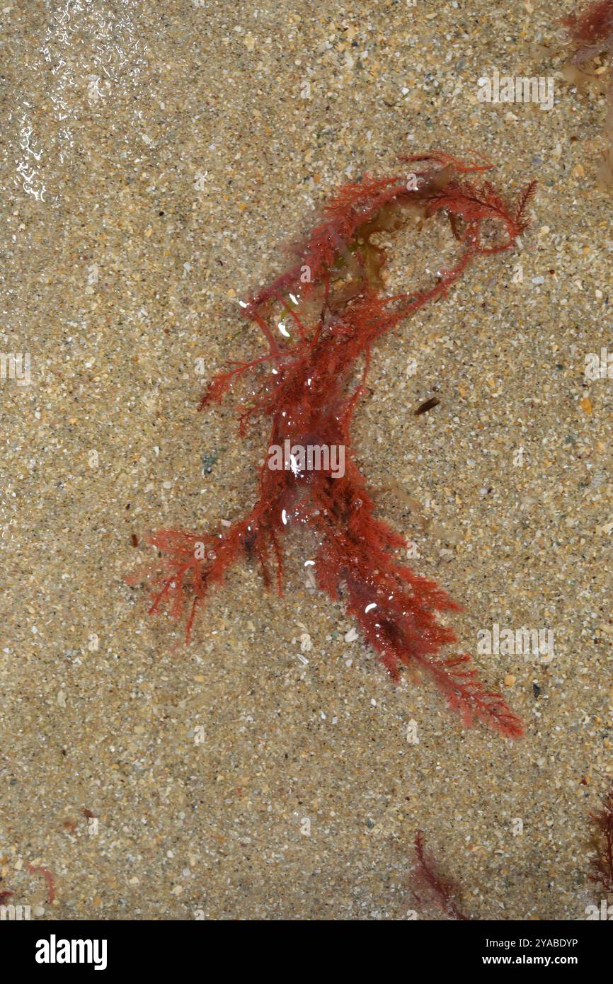red algae (Rhodophyta) Plantae Stock Photo - Alamy