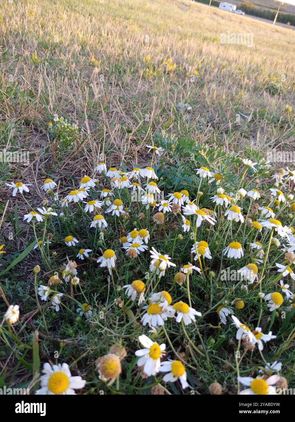 scentless mayweed (Tripleurospermum inodorum) Plantae Stock Photo - Alamy