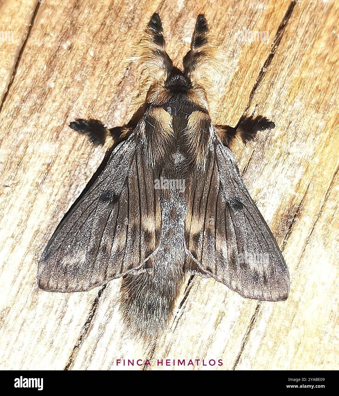 Tolype Moths (Tolype) Insecta Stock Photo - Alamy