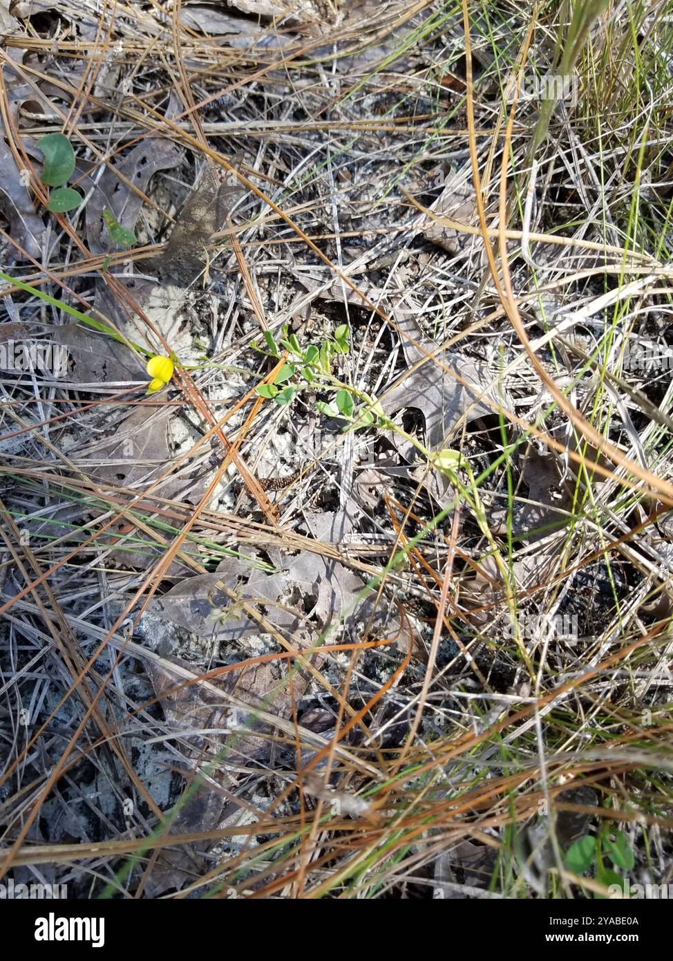 Rabbitbells (Crotalaria rotundifolia) Plantae Stock Photo - Alamy