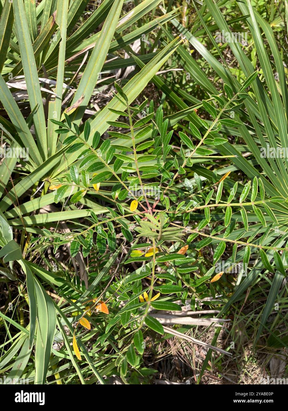 shining sumac (Rhus copallinum) Plantae Stock Photo - Alamy