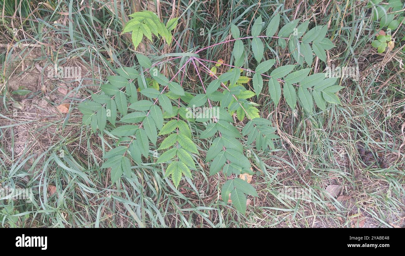 smooth sumac (Rhus glabra) Plantae Stock Photo - Alamy
