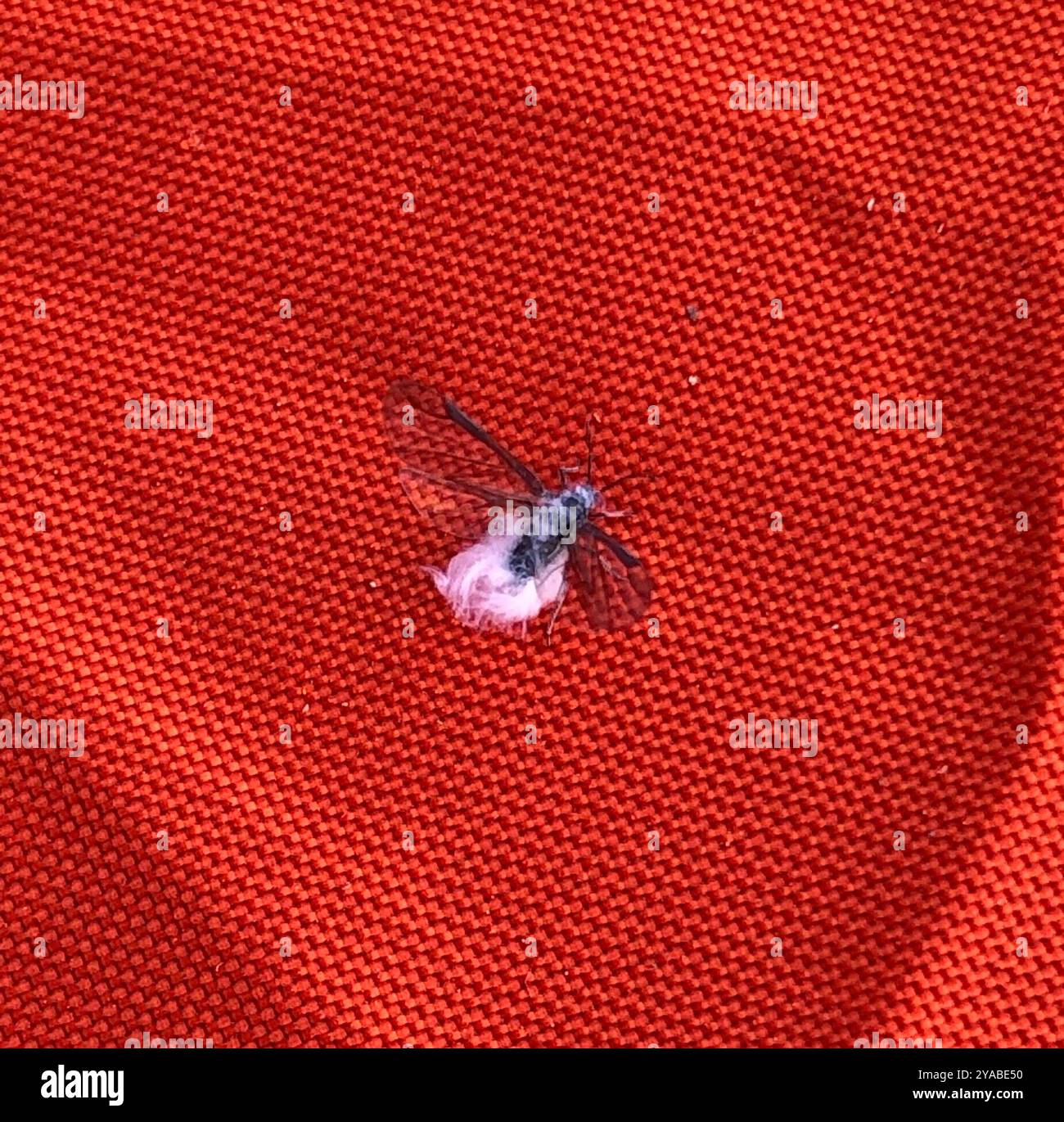 Woolly Aphids and Gall-making Aphids (Eriosomatinae) Insecta Stock ...